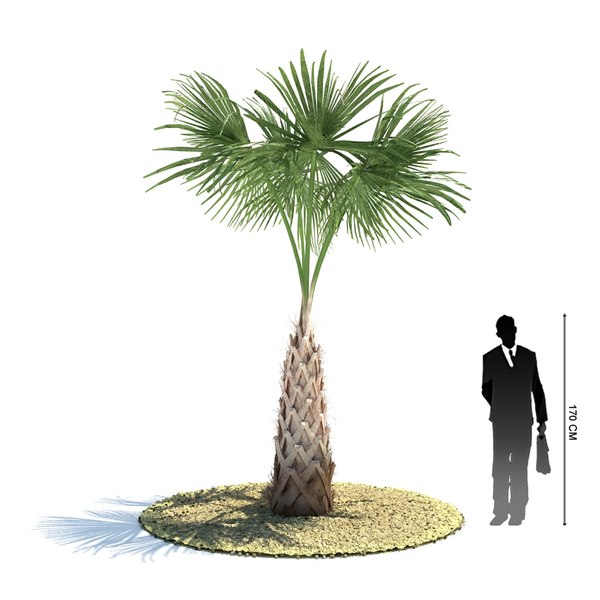 3d exotic tree sabal palmetto