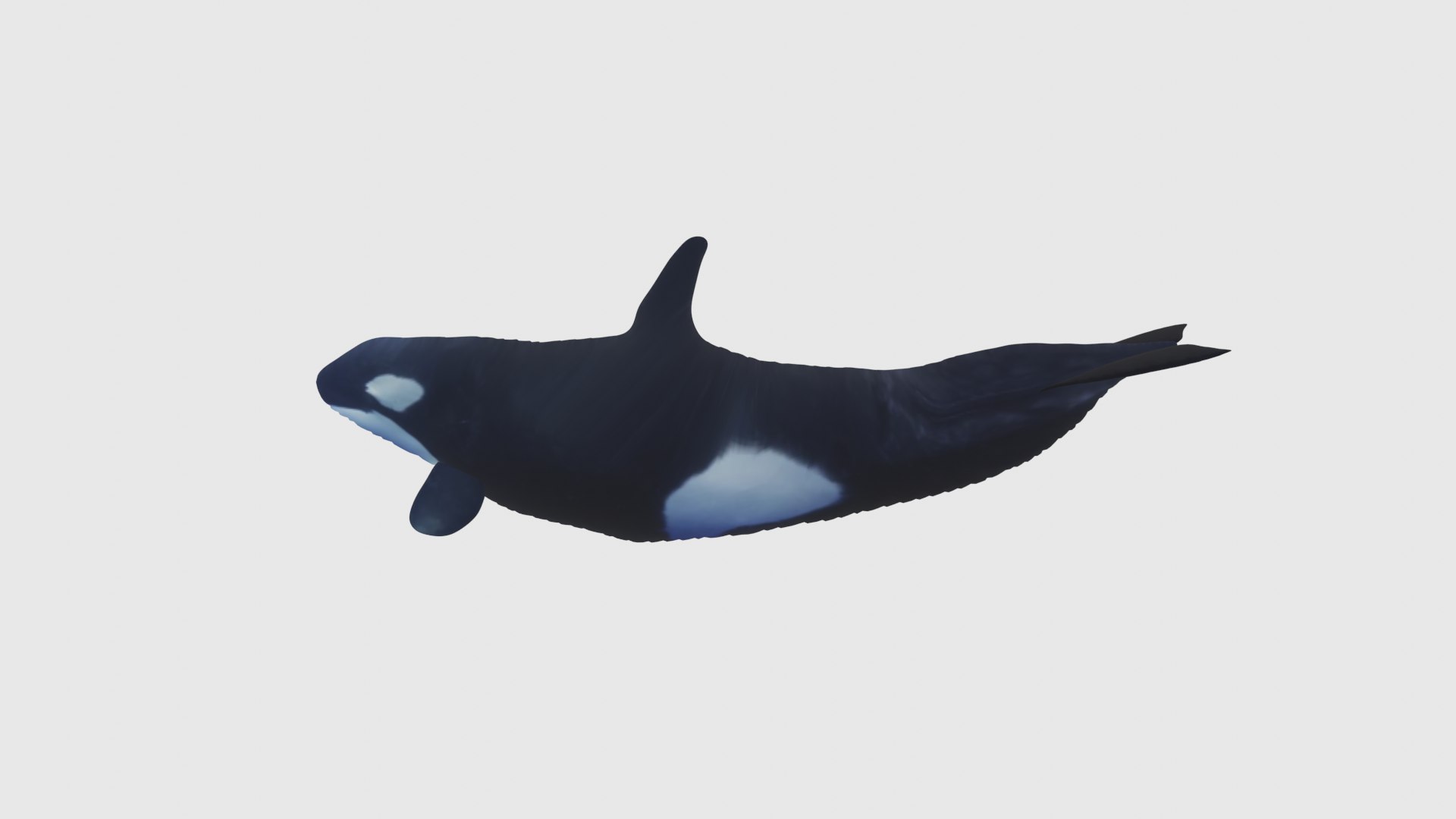 Low Poly Orca Rigged With Realistic Texture 3D Model - TurboSquid 1876147