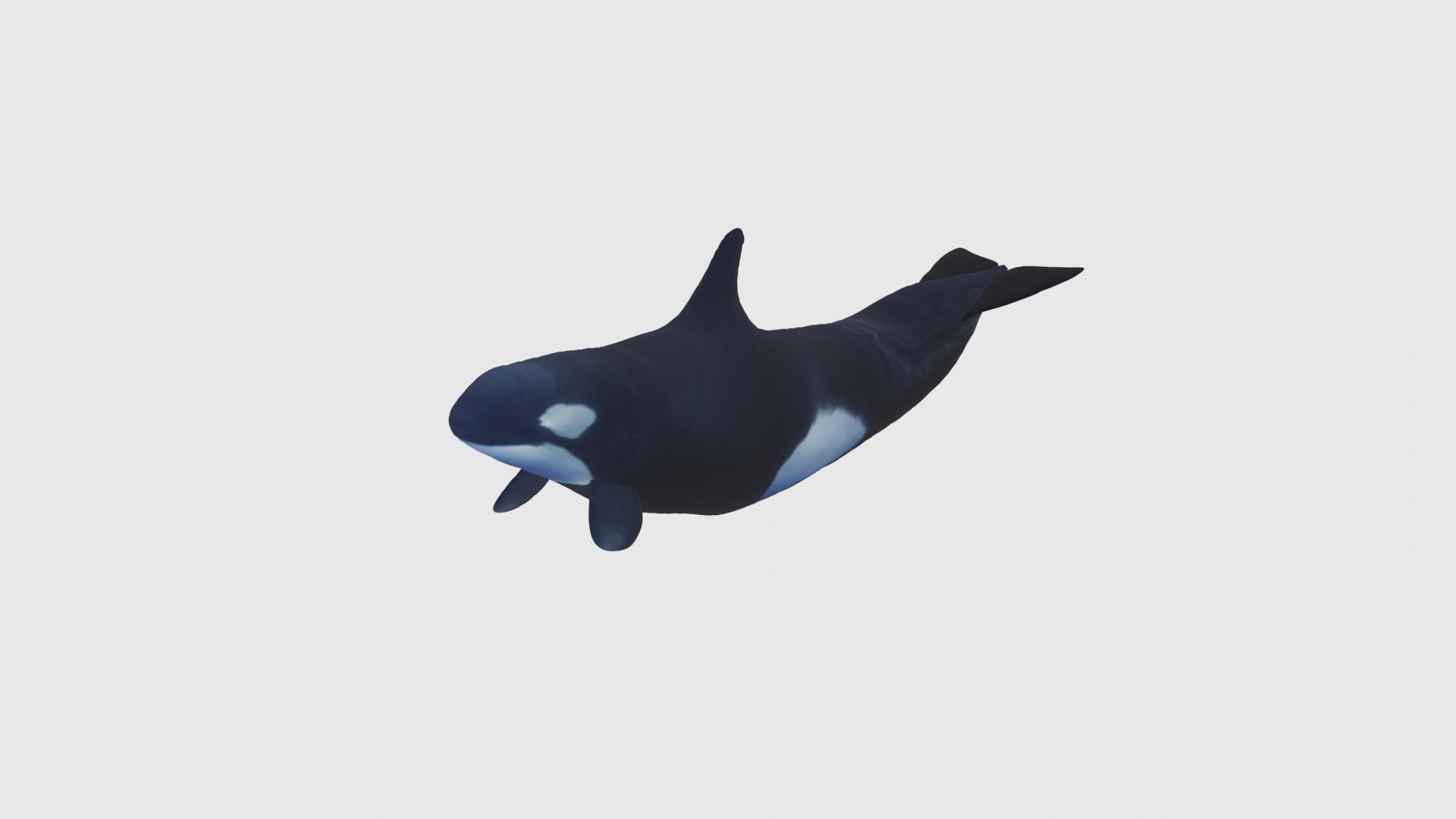 Low Poly Orca Rigged With Realistic Texture 3D Model - TurboSquid 1876147