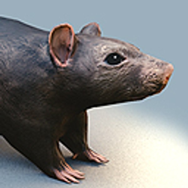 3D модель Rat Rigged and Animated - TurboSquid 898266