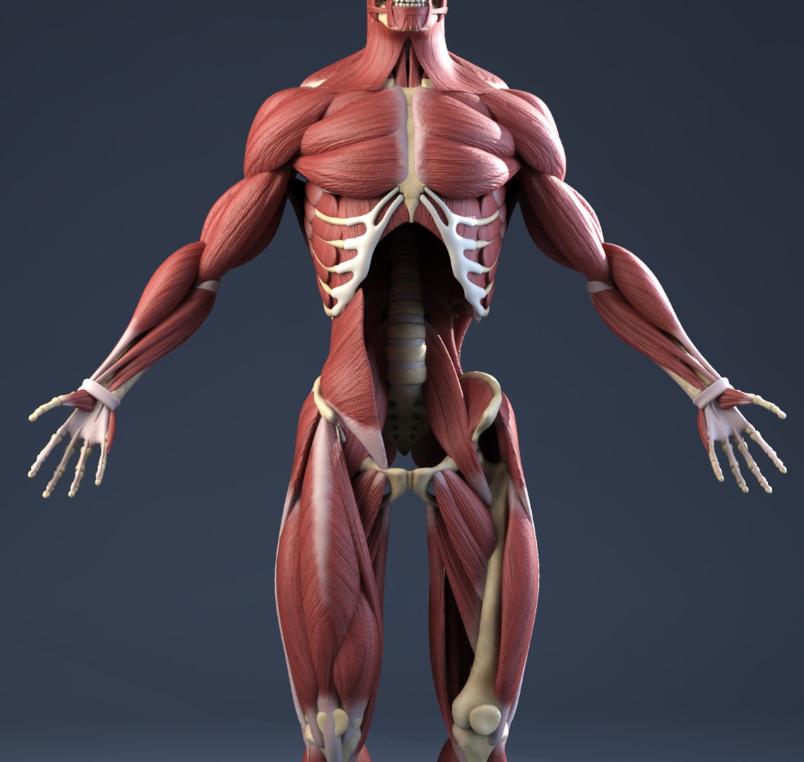 Max Realistic Anatomy Skeleton Muscles