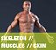 Max Realistic Anatomy Skeleton Muscles