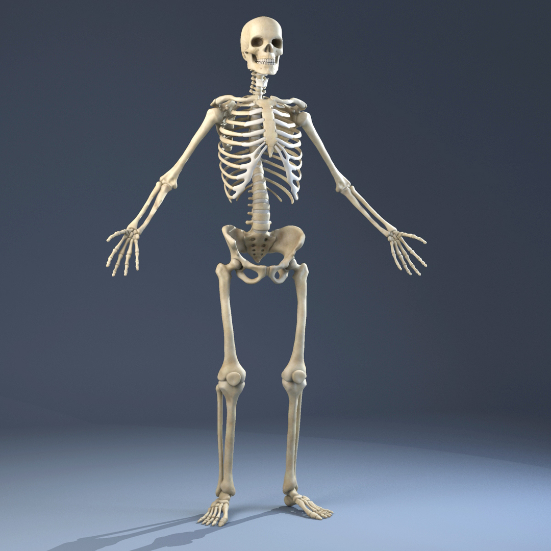 Max Realistic Anatomy Skeleton Muscles