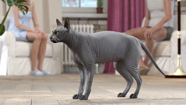 Sphynx cat solid color 3D model - TurboSquid 1643652