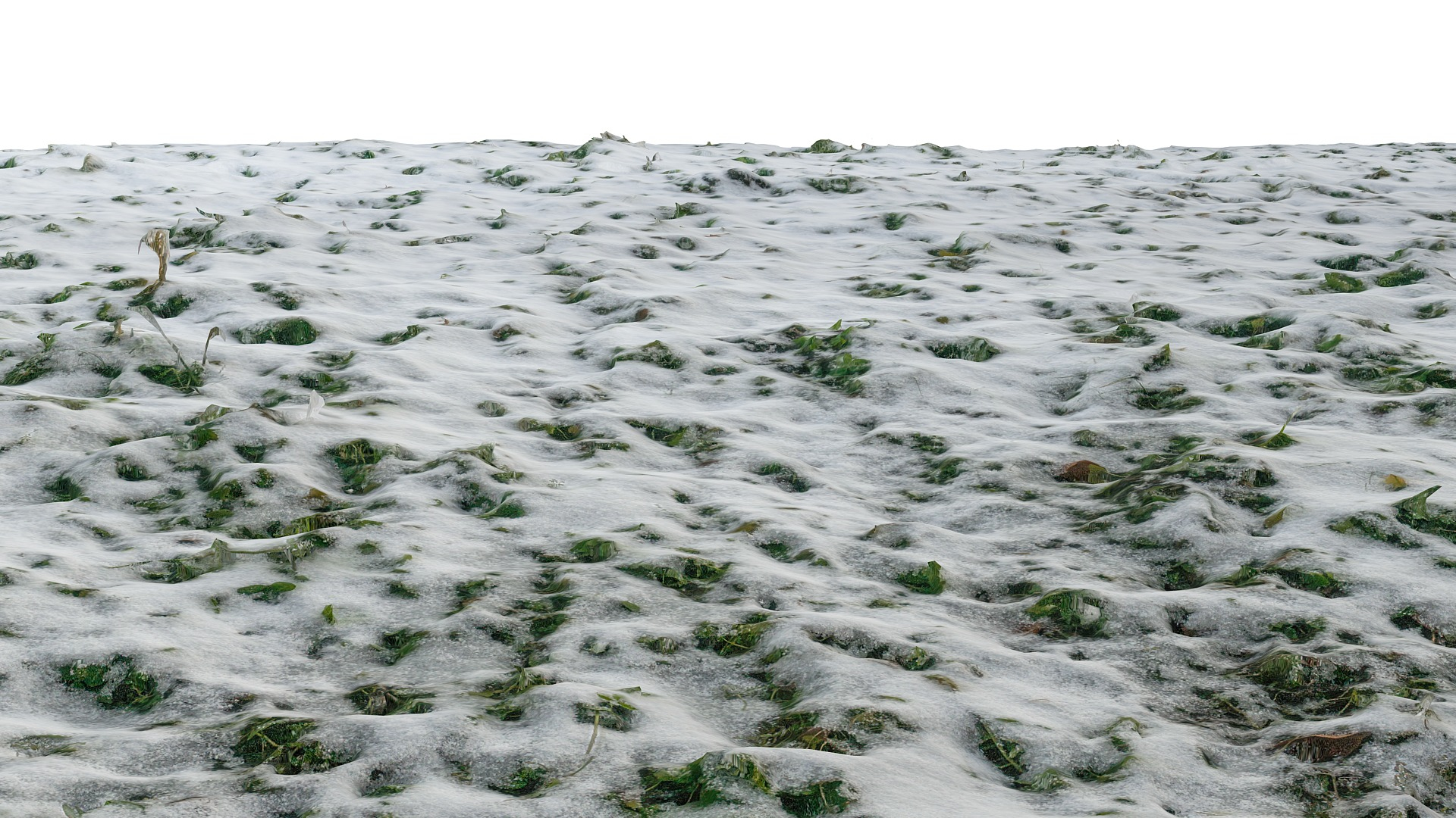3d Grass Snow Scanned Model