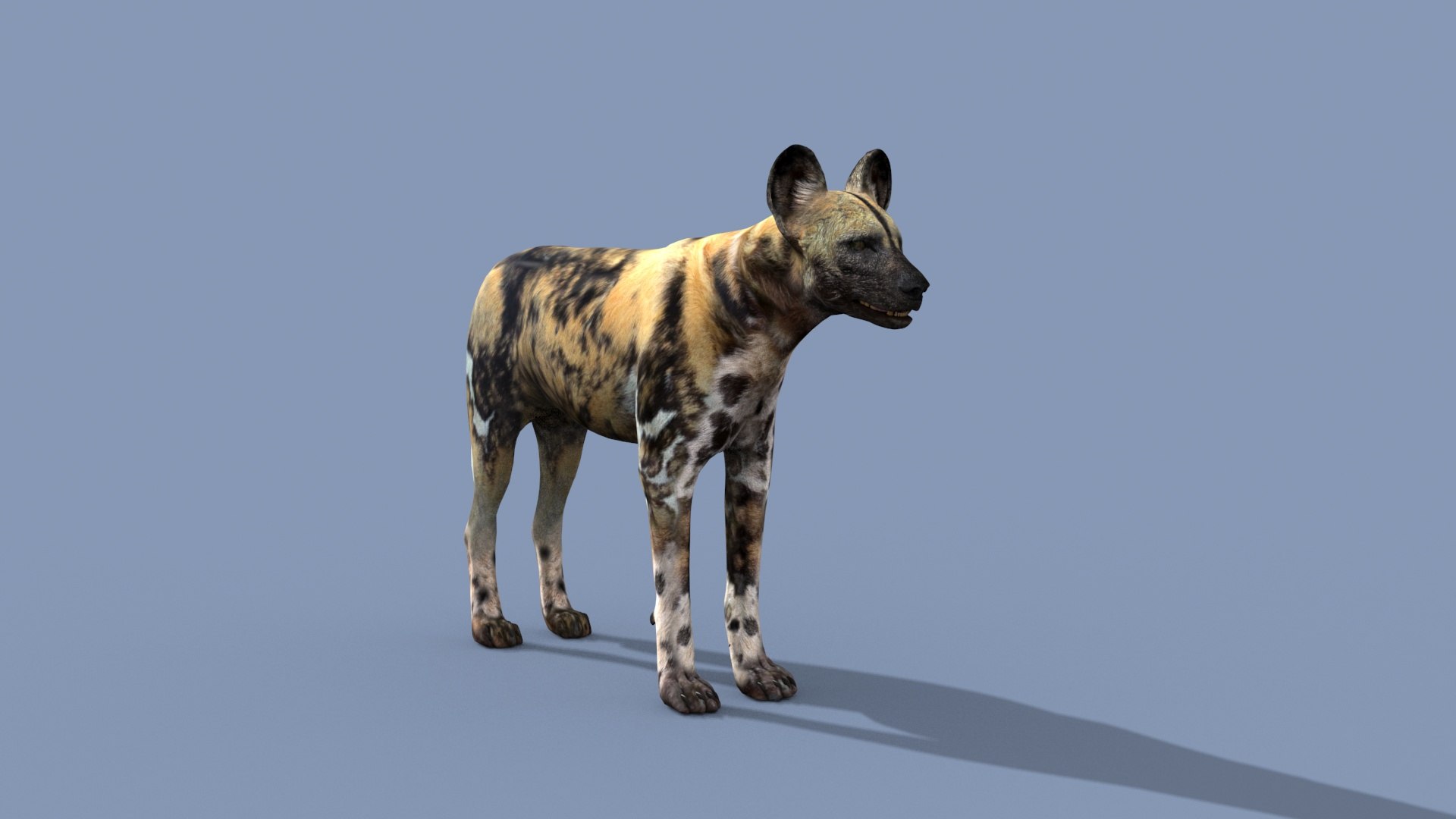 Ultimate Wild Dog 8K - 3d Animated Model 3D Model - TurboSquid 2053465