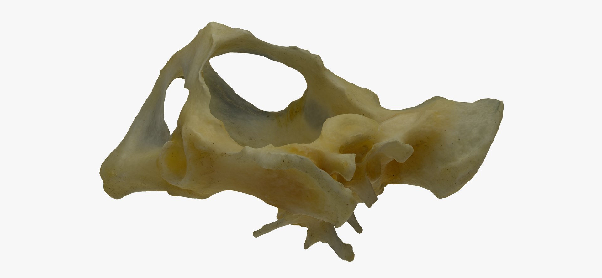 South American Coati (Nasua Nasua) Pevlis And Sacrum Bones 01 RAW Scan ...