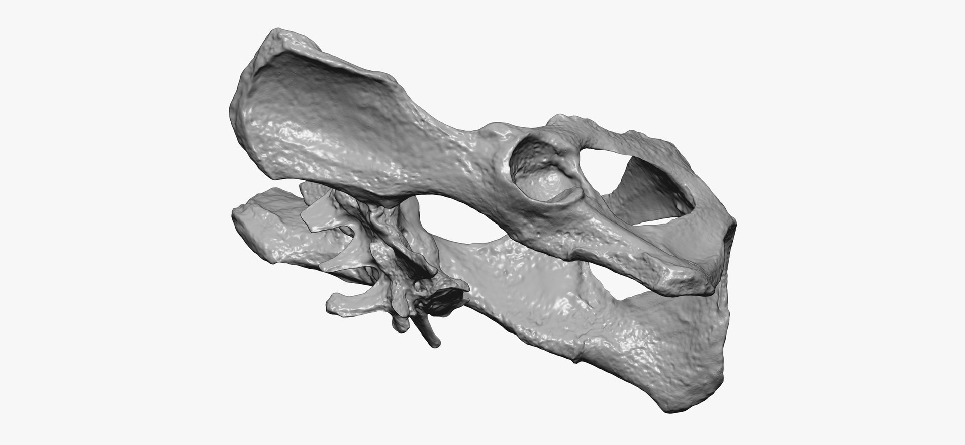 South American Coati (Nasua Nasua) Pevlis And Sacrum Bones 01 RAW Scan ...