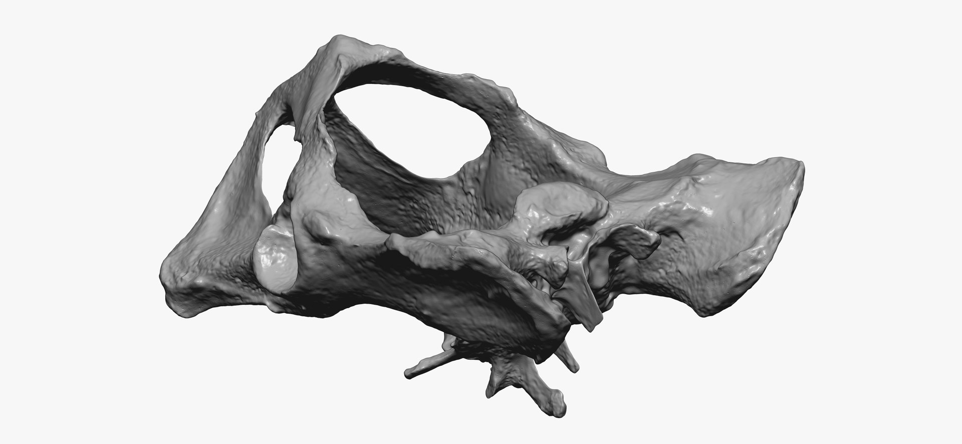 South American Coati (Nasua Nasua) Pevlis And Sacrum Bones 01 RAW Scan ...