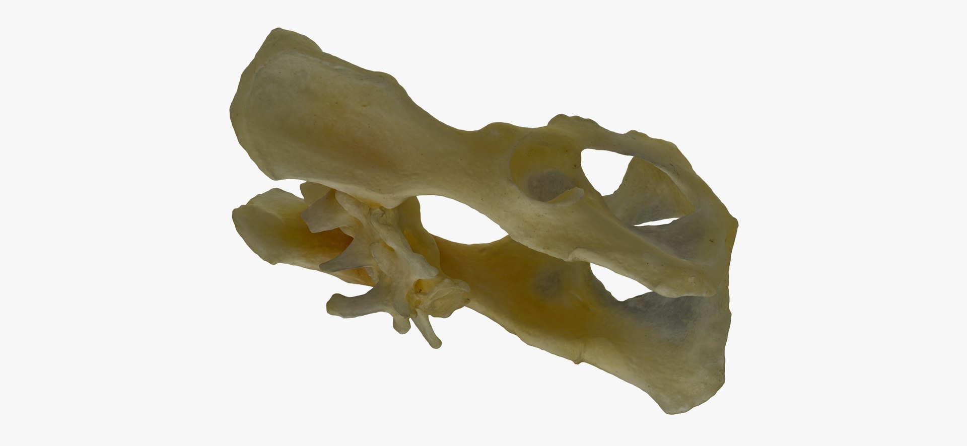 South American Coati (Nasua Nasua) Pevlis And Sacrum Bones 01 RAW Scan ...