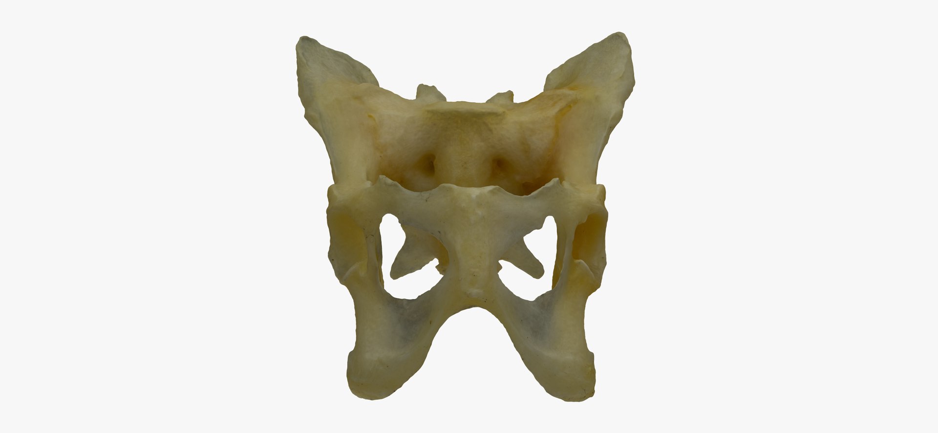 South American Coati (Nasua Nasua) Pevlis And Sacrum Bones 01 RAW Scan 3D Model - TurboSquid 2143271