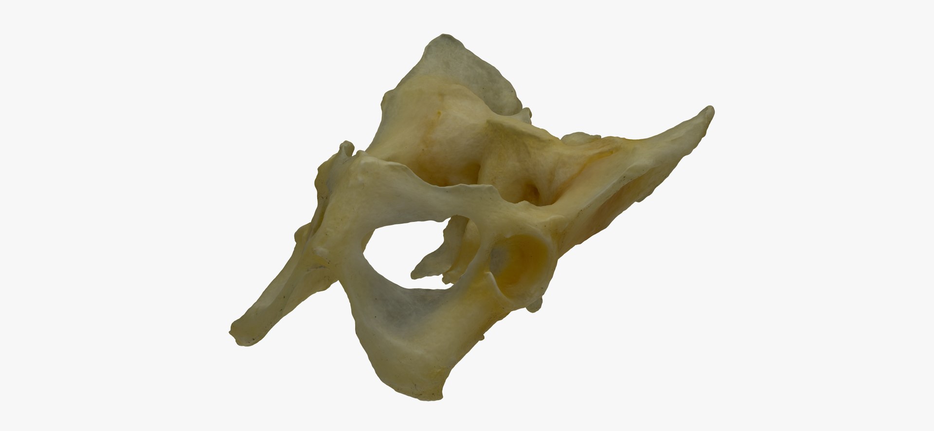 South American Coati (Nasua Nasua) Pevlis And Sacrum Bones 01 RAW Scan ...