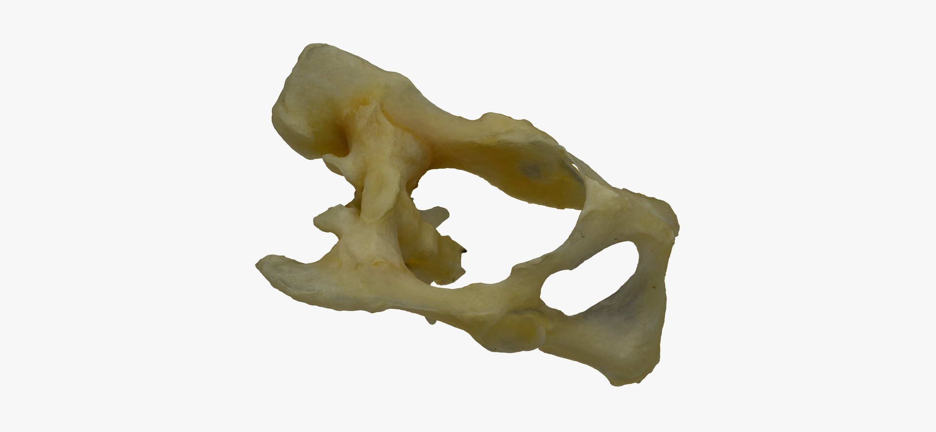 South American Coati (Nasua Nasua) Pevlis And Sacrum Bones 01 RAW Scan ...