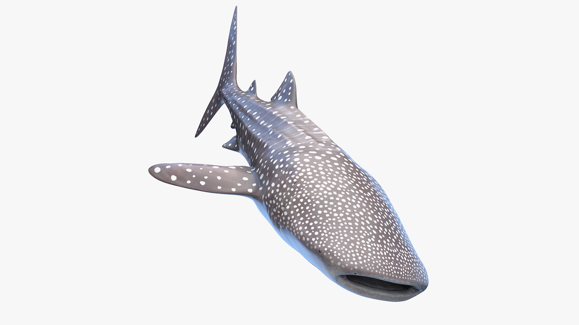 Whale Shark Anatomy