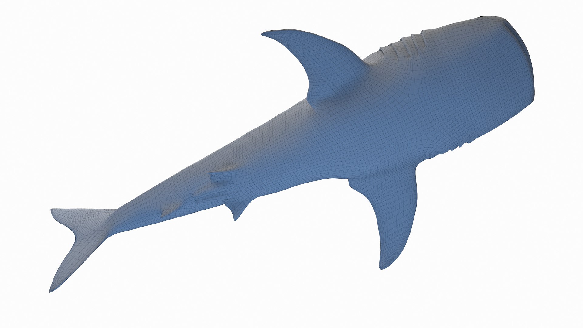 3D Whale Shark Static - TurboSquid 1970817