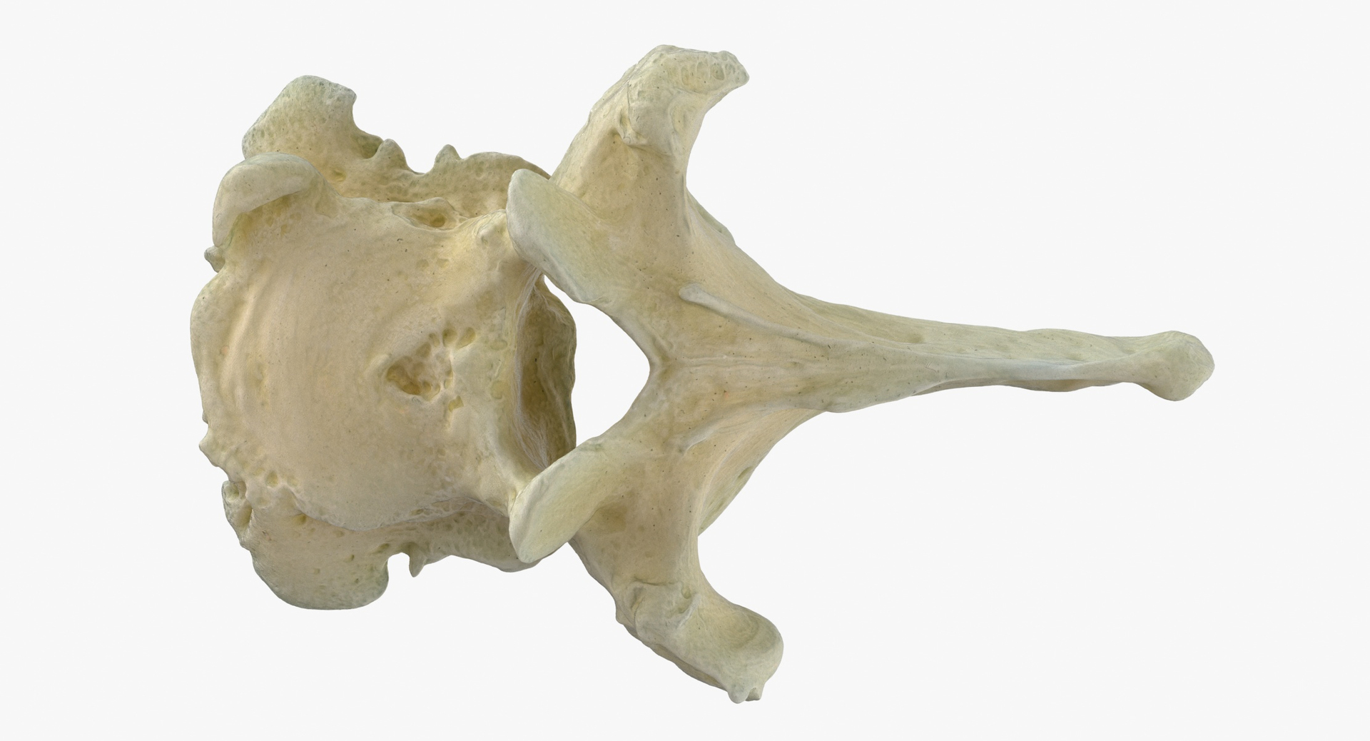 Pavian Monkey Male Thoracic Vertebrae TH8 3D Model - TurboSquid 2069509