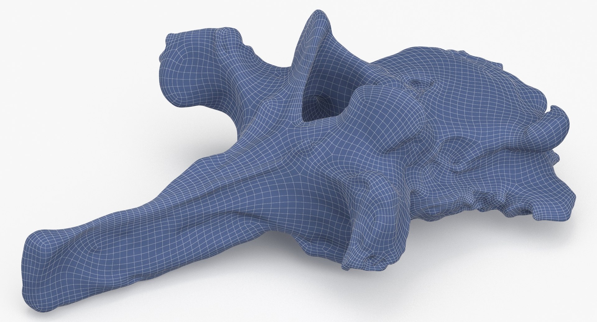 Pavian Monkey Male Thoracic Vertebrae TH8 3D Model - TurboSquid 2069509