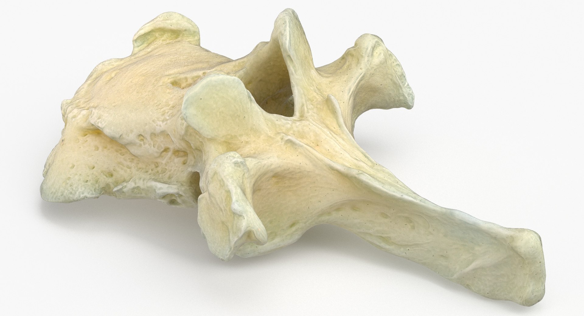 Pavian Monkey Male Thoracic Vertebrae TH8 3D Model - TurboSquid 2069509