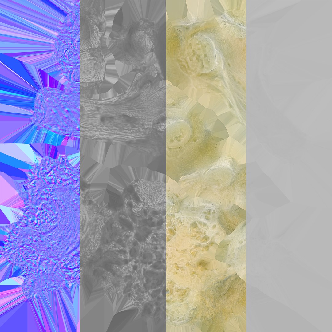 Pavian Monkey Male Thoracic Vertebrae TH8 3D Model - TurboSquid 2069509