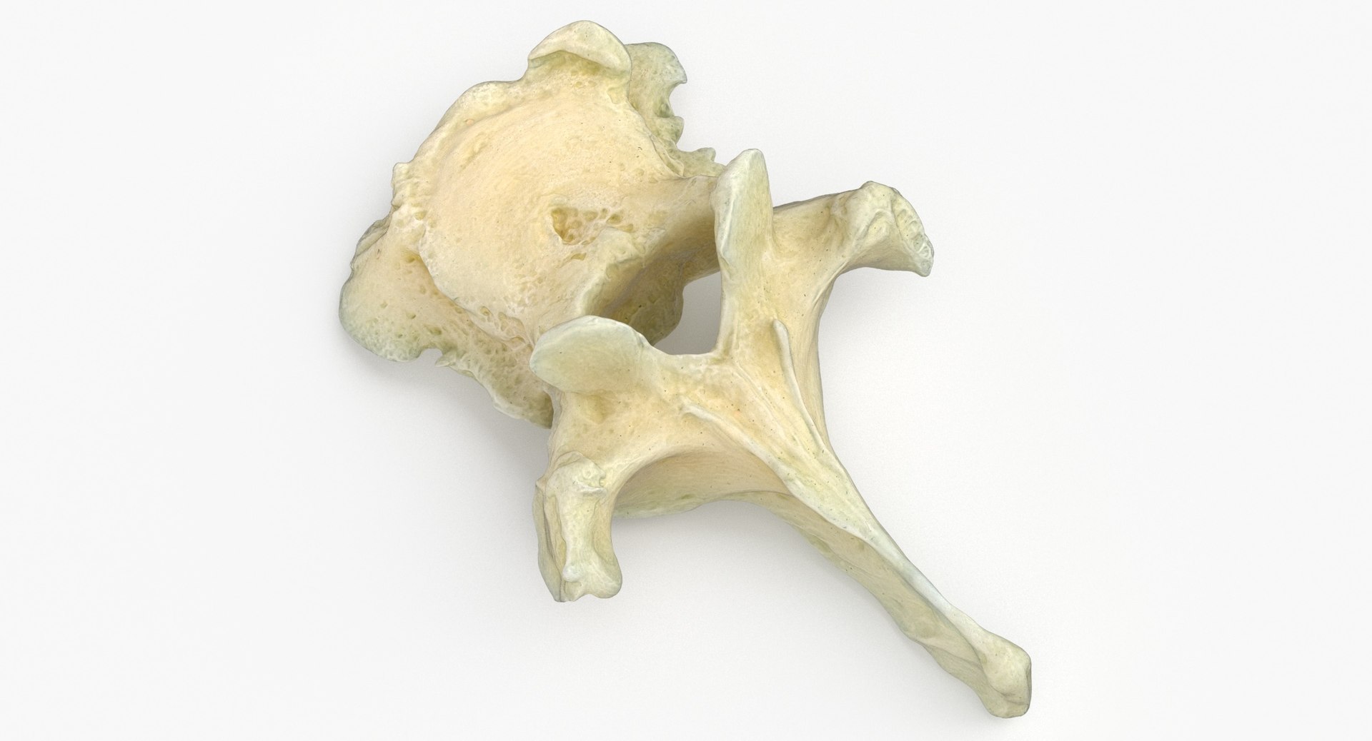 Pavian Monkey Male Thoracic Vertebrae TH8 3D model - TurboSquid 2069509