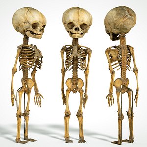 Anatomy Skeleton Unity Models for Download | TurboSquid