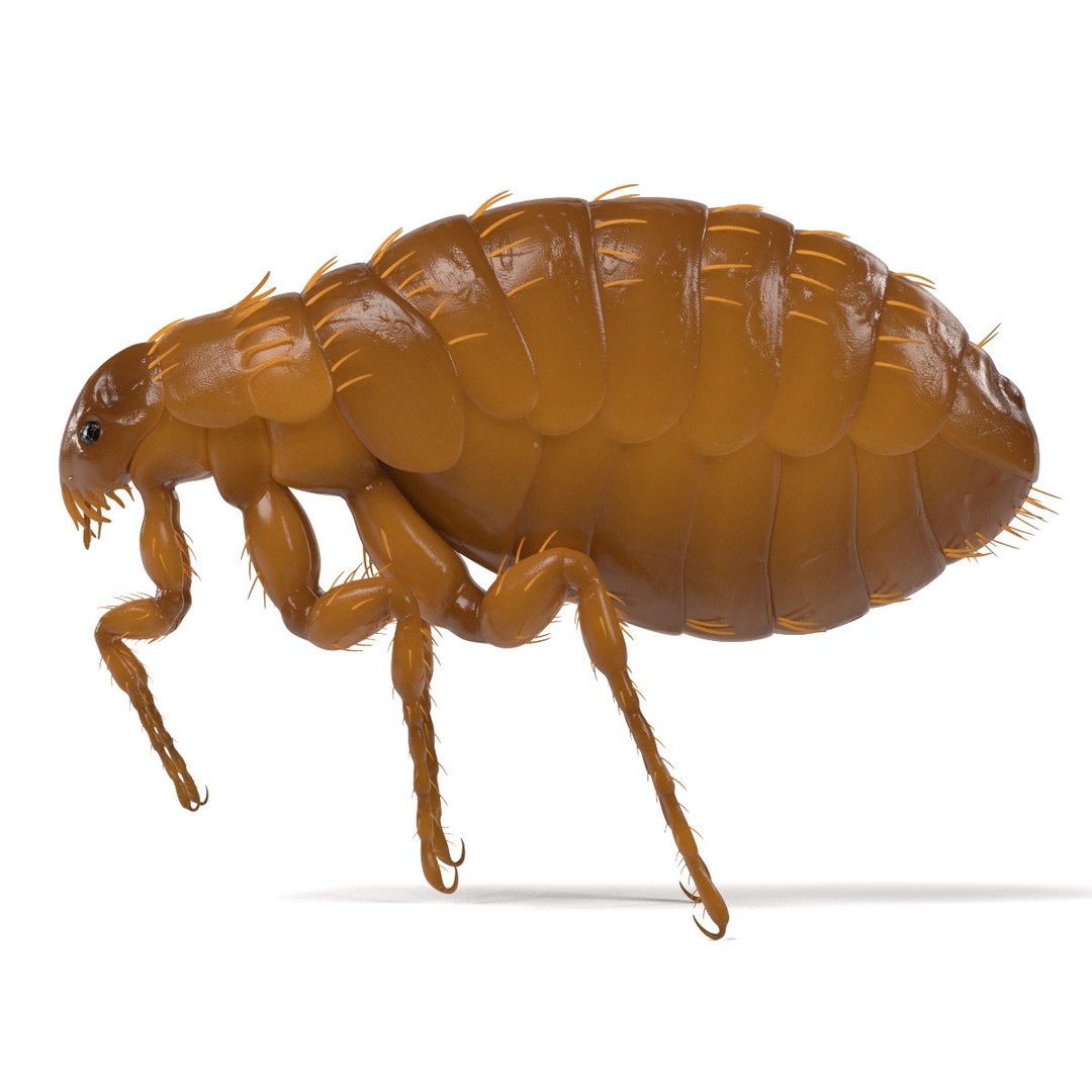 3d Pulex Flea