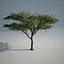 3d Model Tree Acacia Plant