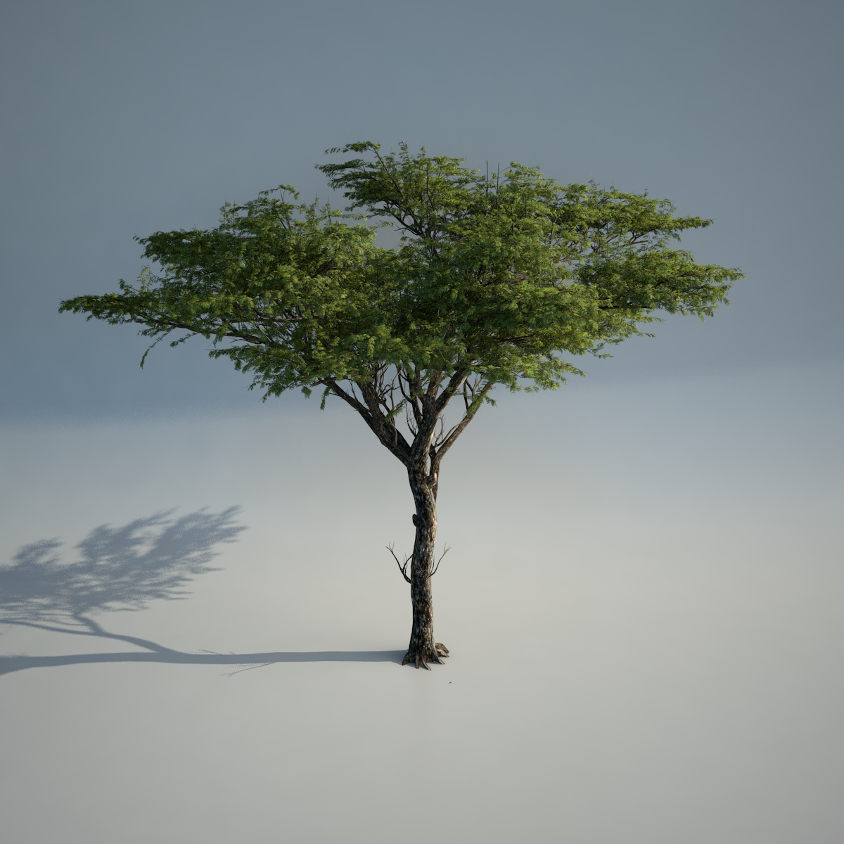 3d model tree acacia plant