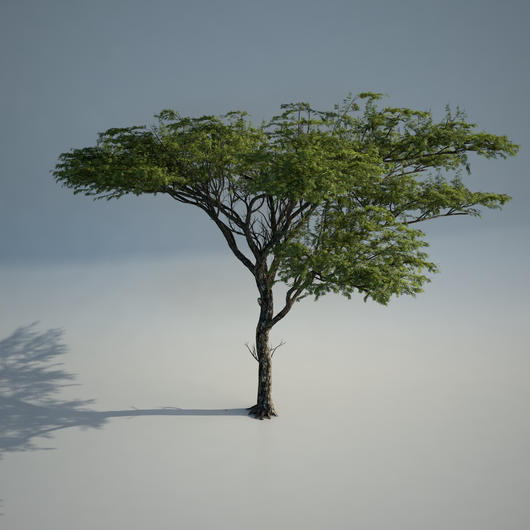 3d model tree acacia plant