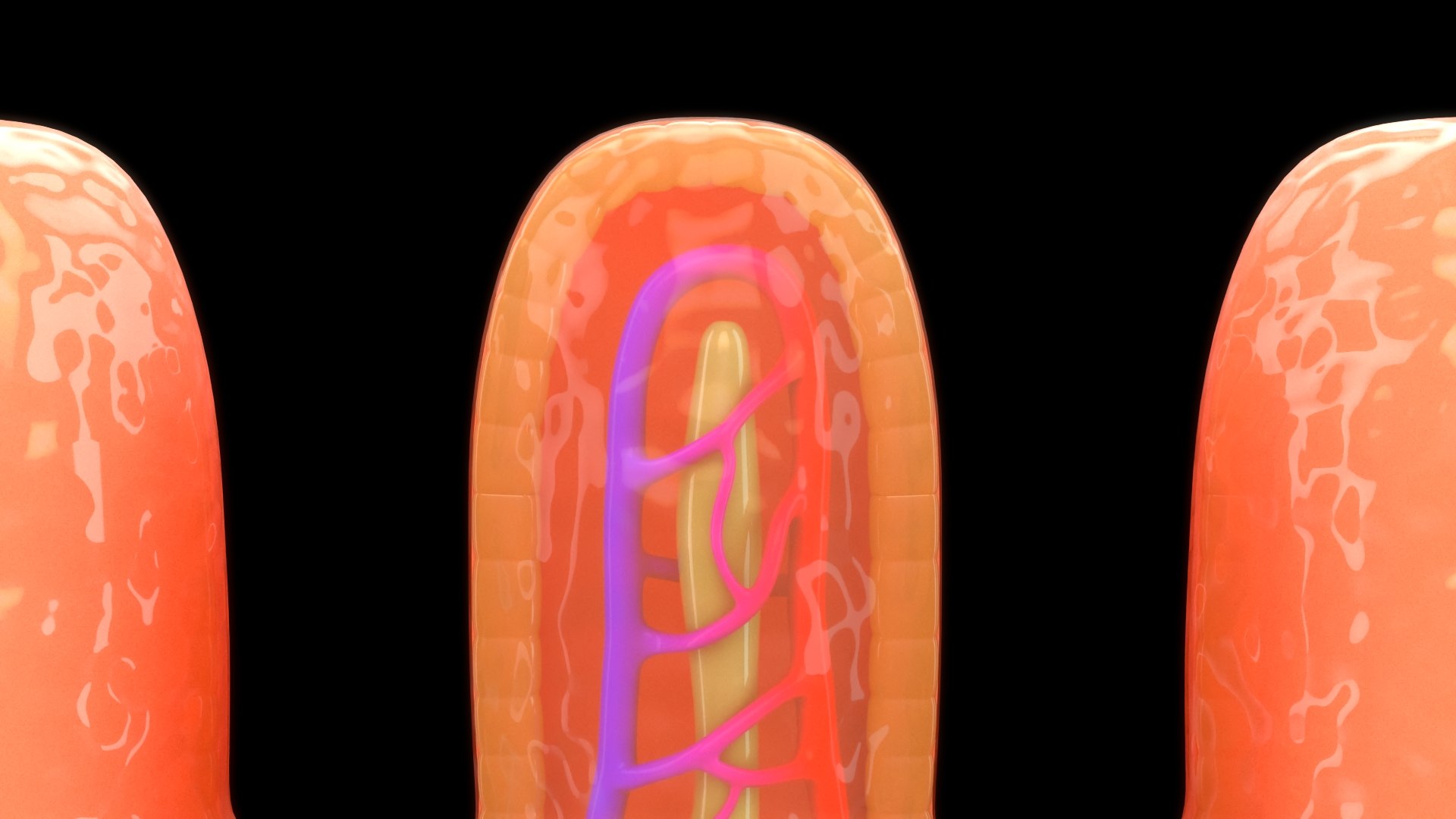 Villi Cross Section 3D Model - TurboSquid 2333115