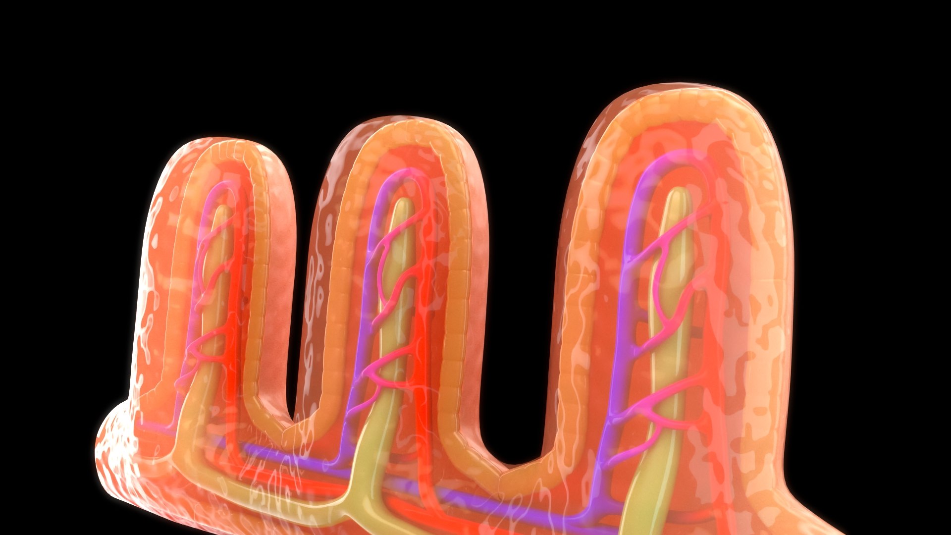 Villi Cross Section 3D Model - TurboSquid 2333115