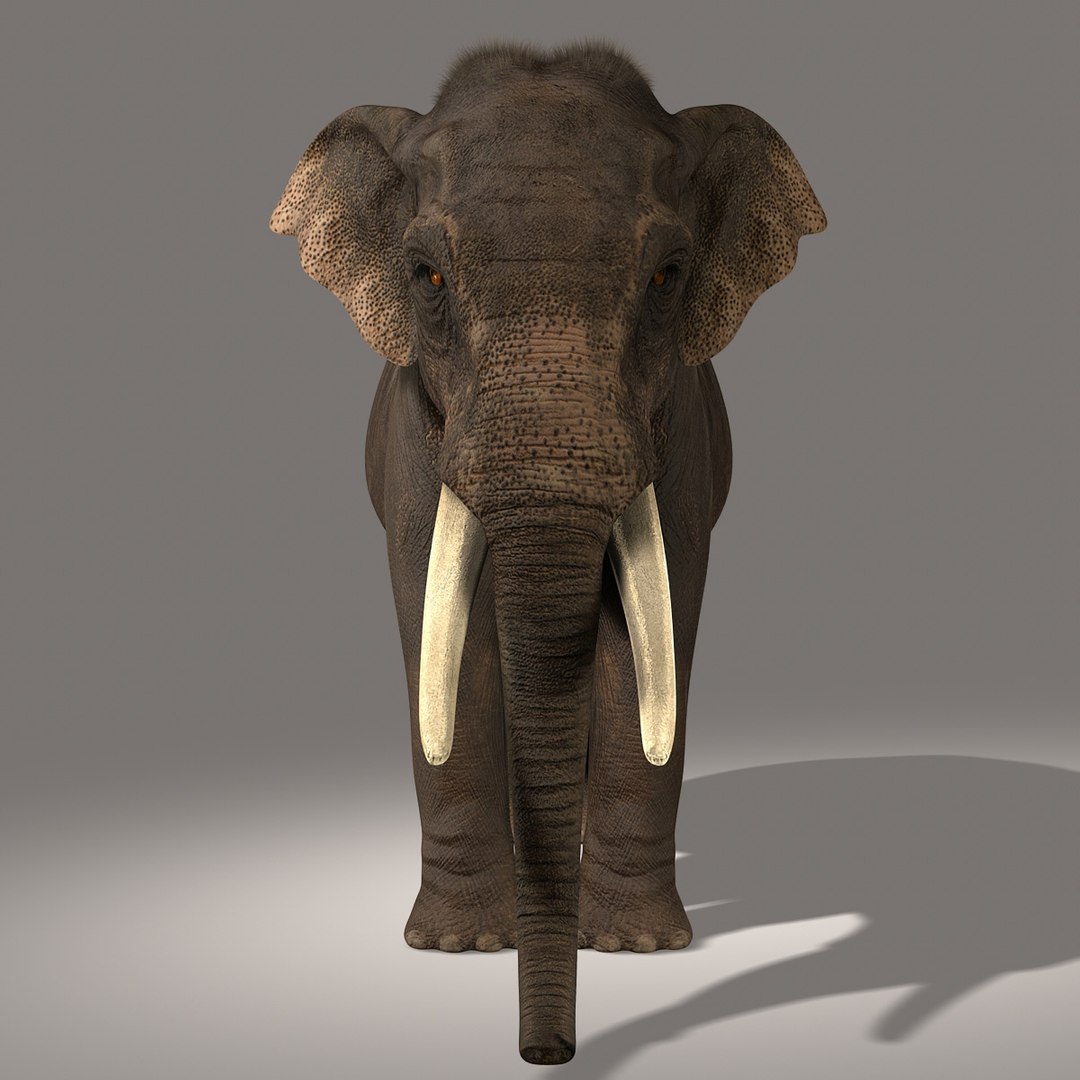 3d Model Photorealistic Asian Elephant Fur