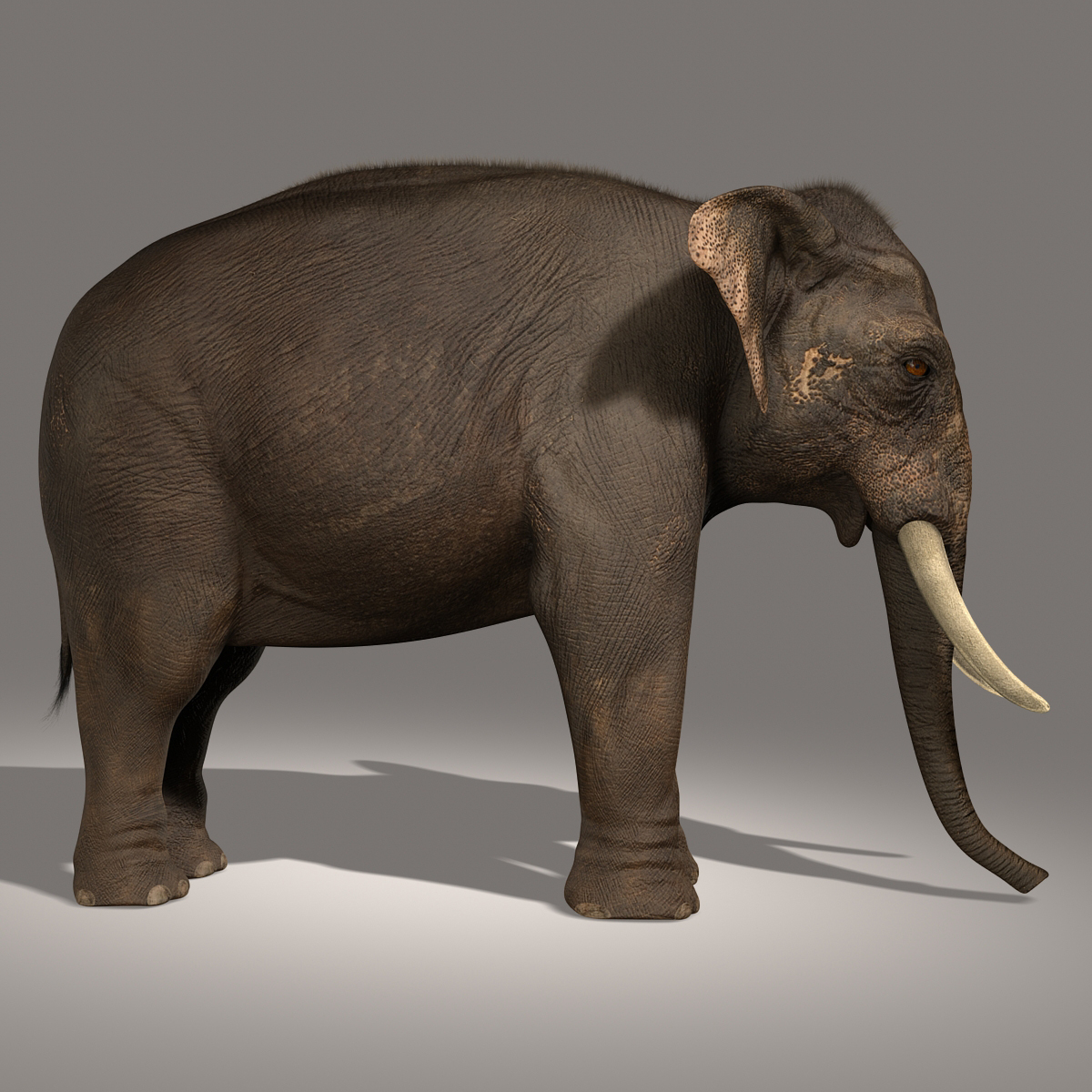 3d model photorealistic asian elephant fur