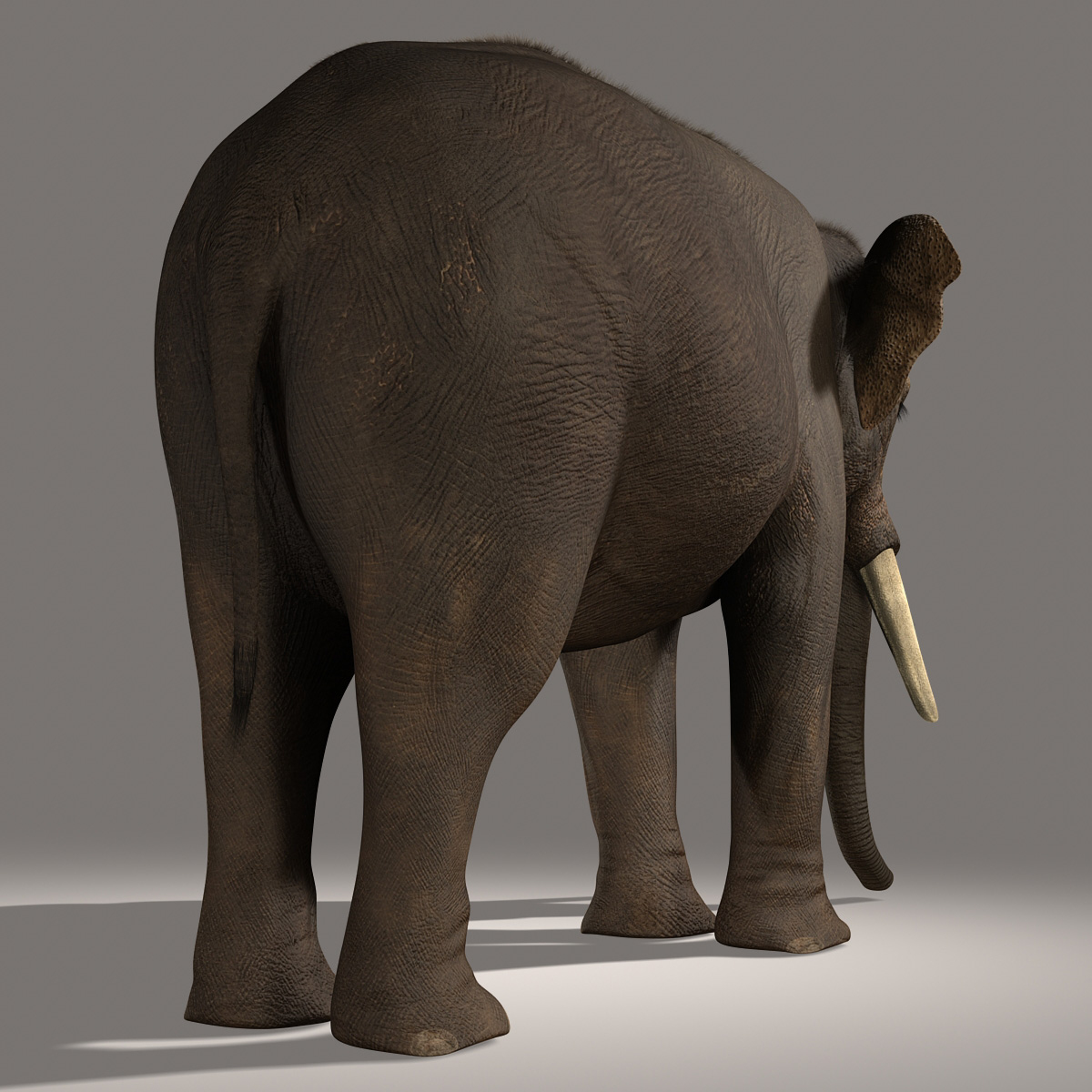 3d model photorealistic asian elephant fur