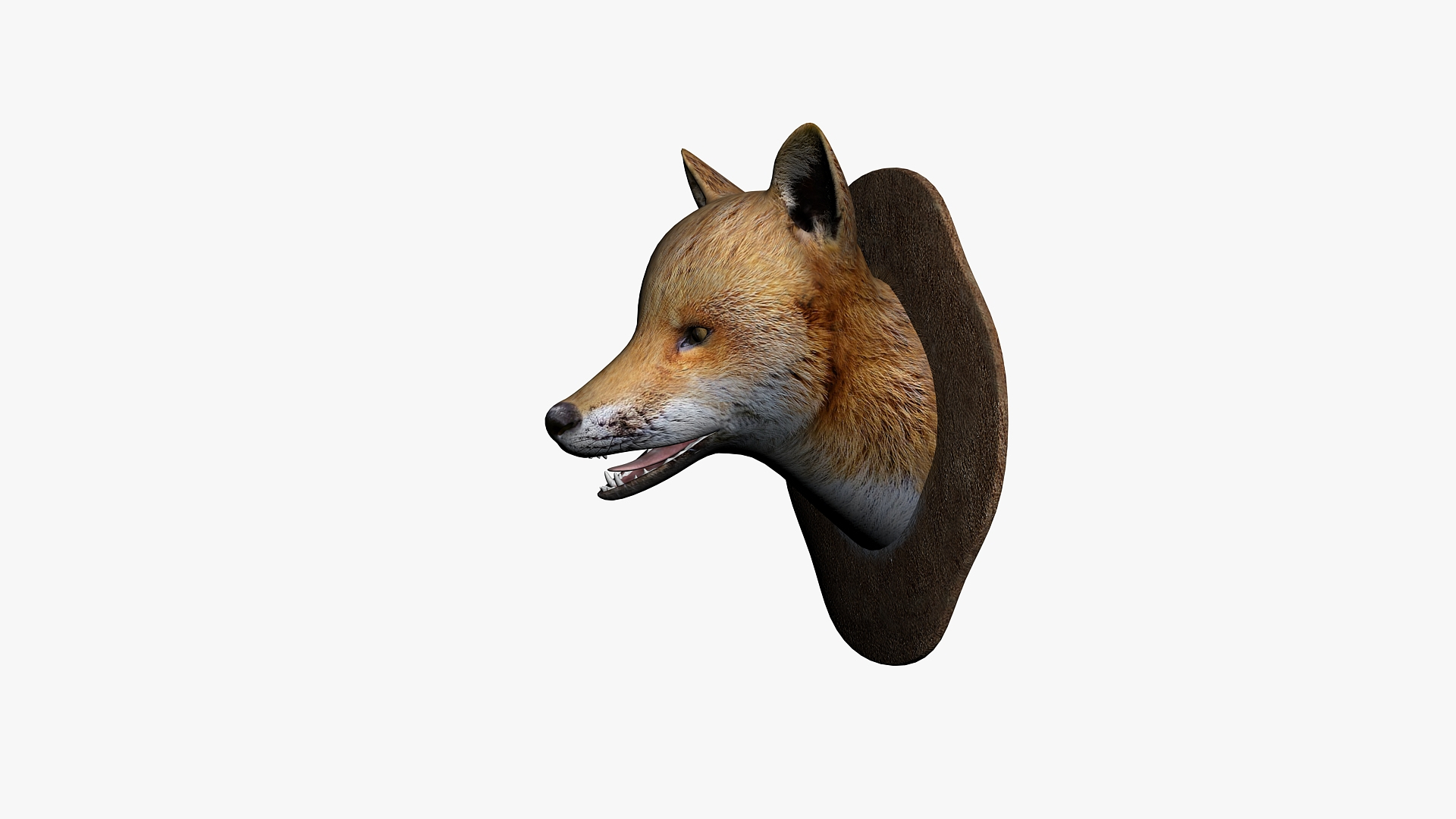 3D Head Fox Model - TurboSquid 1849865