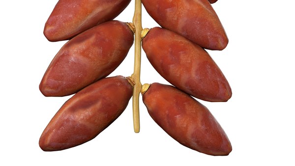 Dates 3D model - TurboSquid 1820296