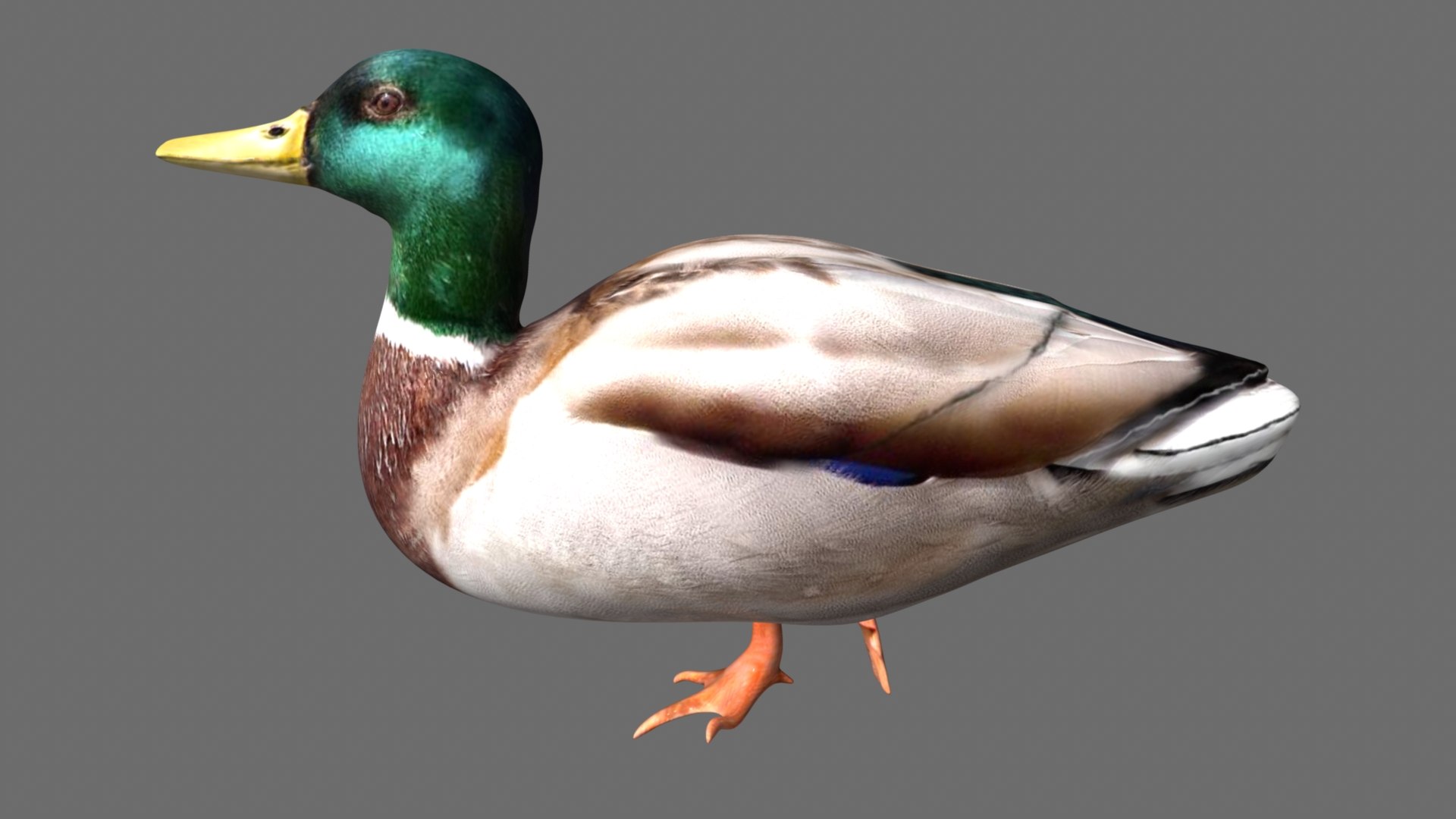 Duck 3D Model - TurboSquid 2192192