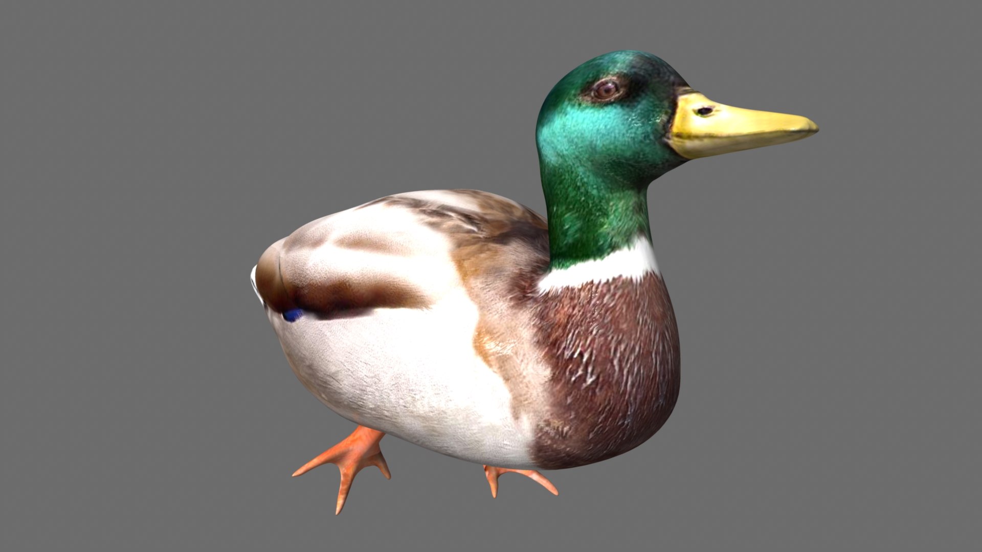 Duck 3D Model - TurboSquid 2192192