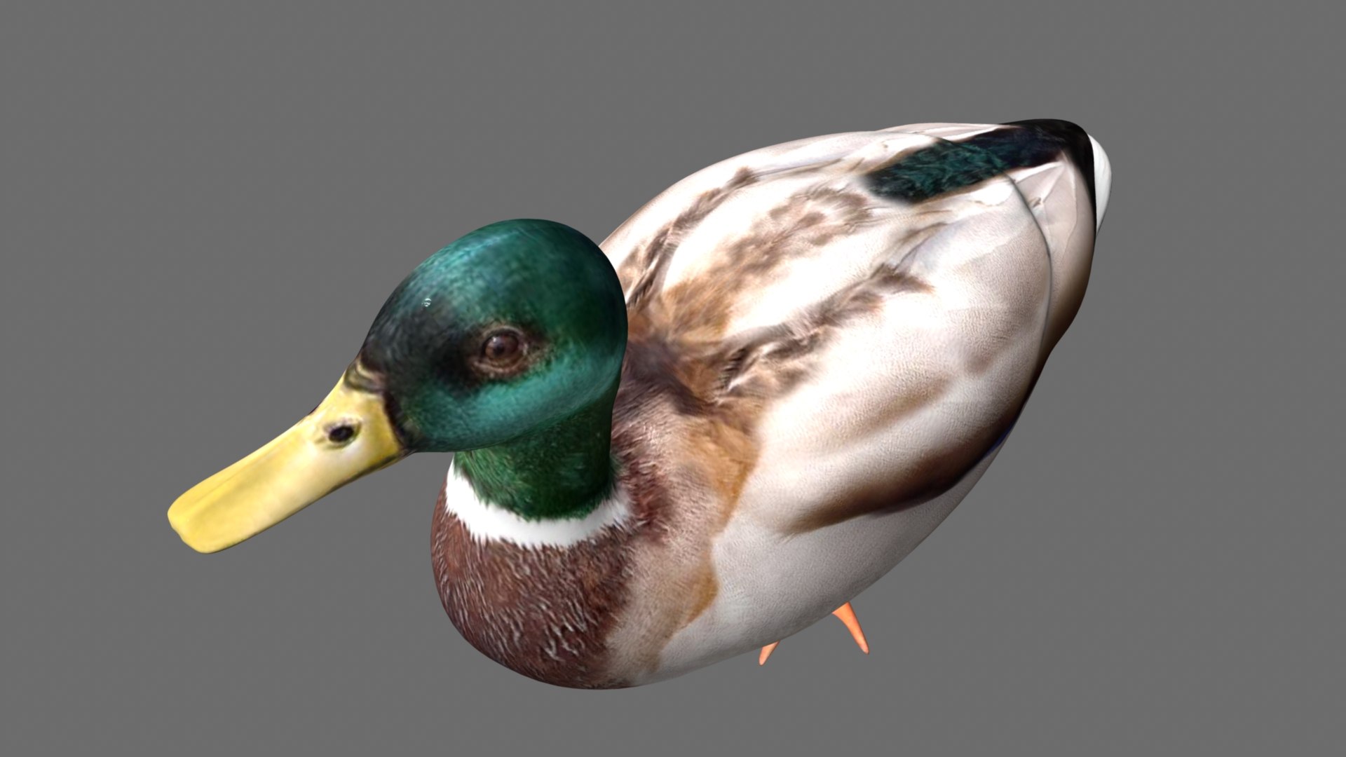 Duck 3D Model - TurboSquid 2192192