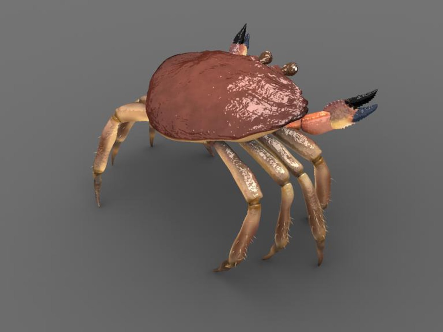 Crab Animate 3d Model