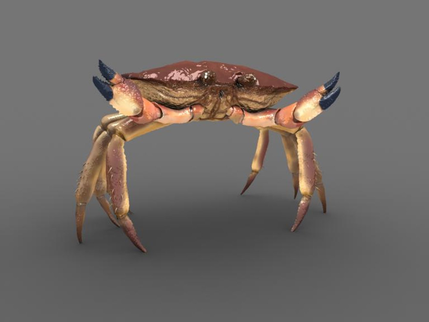 Crab Animate 3d Model