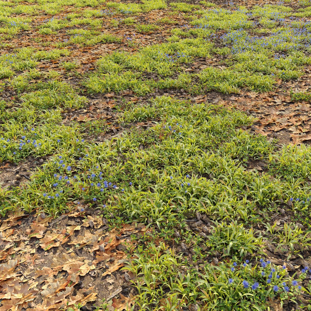 Forest Ground Model - TurboSquid 1933530