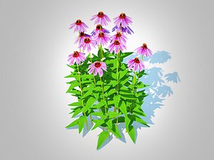 Purple Coneflower 3D Models for Download | TurboSquid