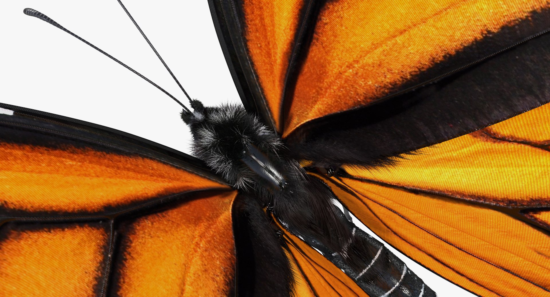 3D Monarch Butterfly Flying Pose - TurboSquid 1260653