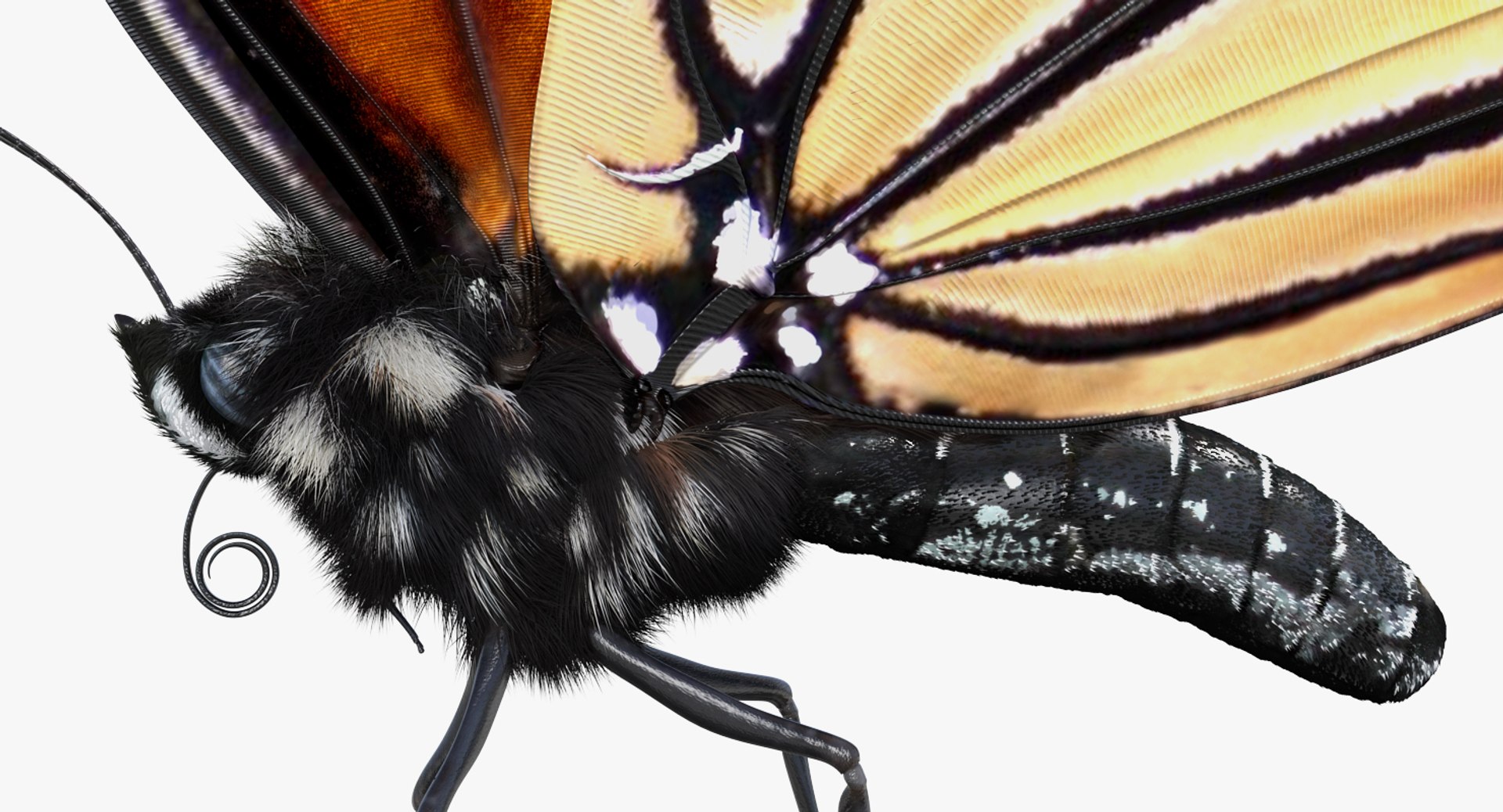 3D Monarch Butterfly Flying Pose - TurboSquid 1260653