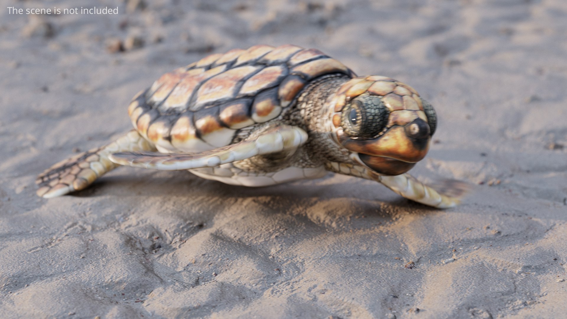 Baby Sea Turtle Brown Walking Rigged For Maya Animated 3D Model ...