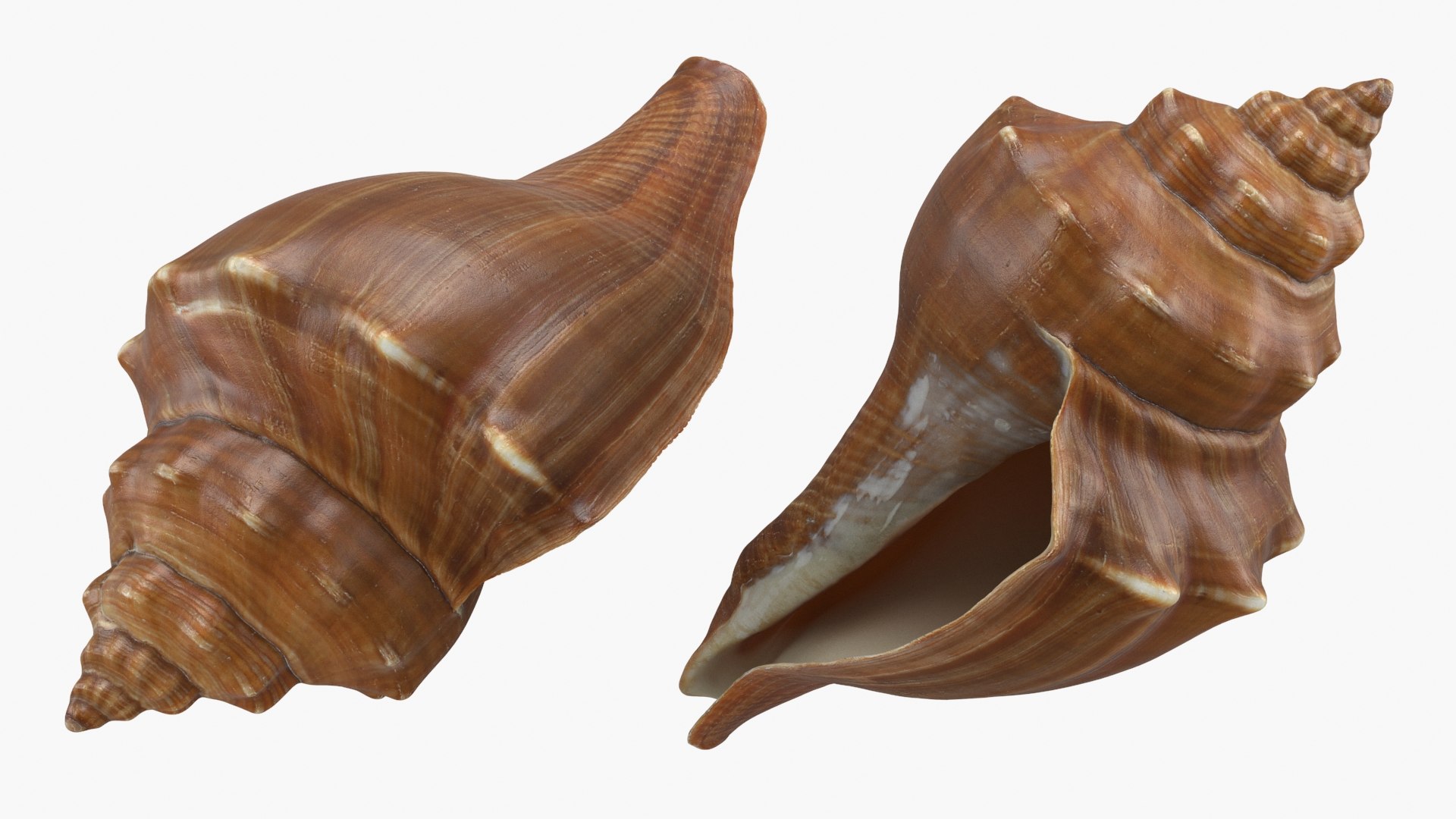 Sea Shell Collection 3D Model - TurboSquid 2076830