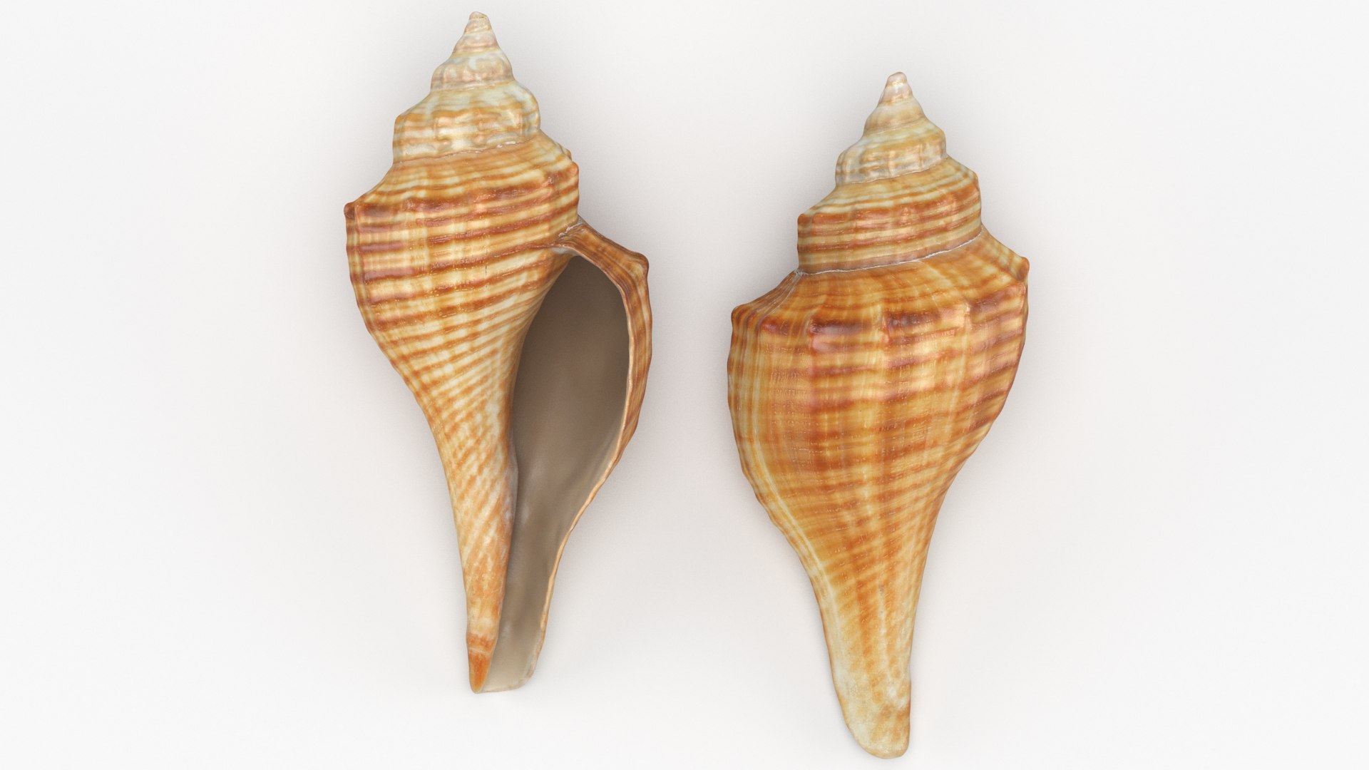 Sea Shell Collection 3D Model - TurboSquid 2076830