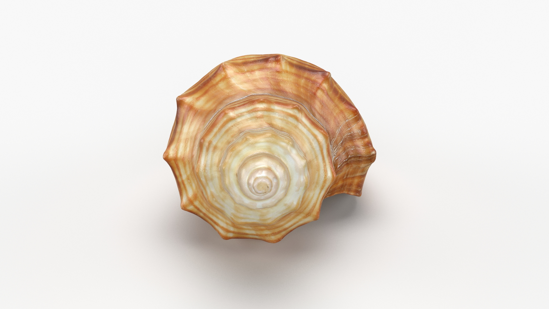 Sea Shell Collection 3D Model - TurboSquid 2076830