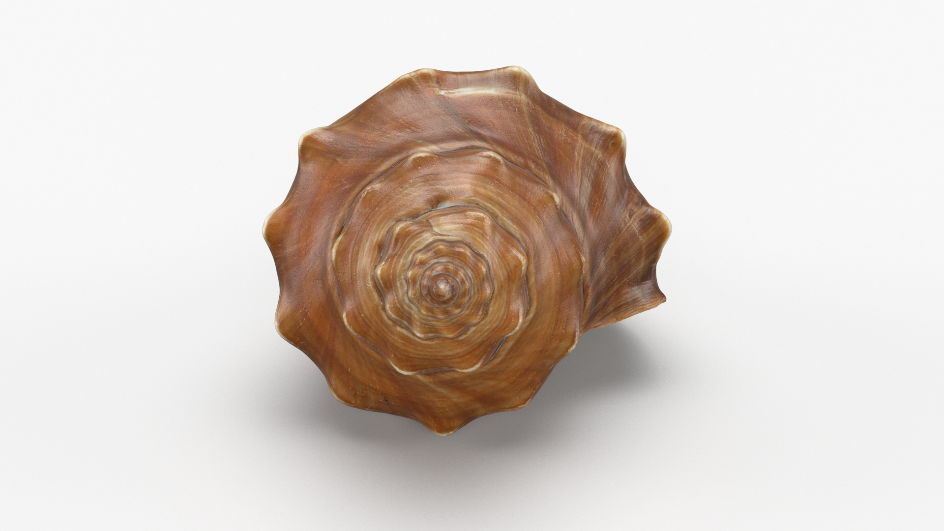 Sea Shell Collection 3D Model - TurboSquid 2076830